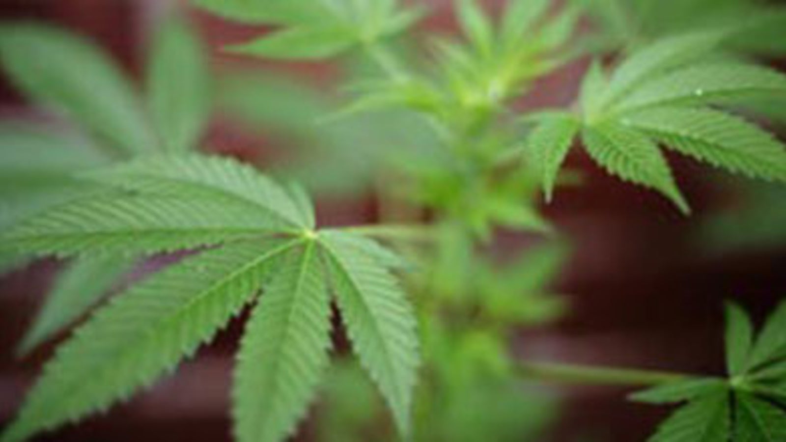 44 Kilo Cannabis sichergestellt - oe24.at