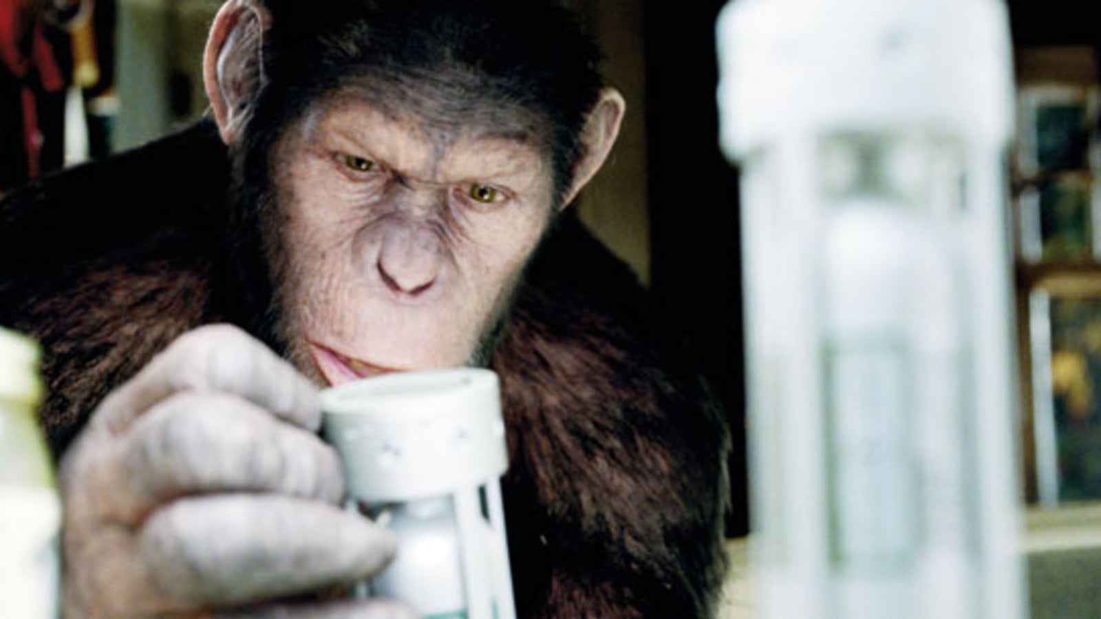 Ein cleverer Primat begeistert - stars24