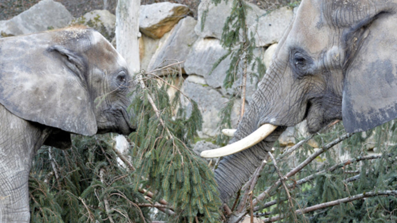 Komplikationen bei Elefanten-Baby im Zoo - oe24.at