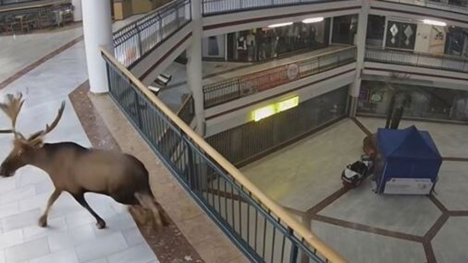 Plötzlich taucht Kult-Elch Emil in der Lugner-City auf - oe24.at