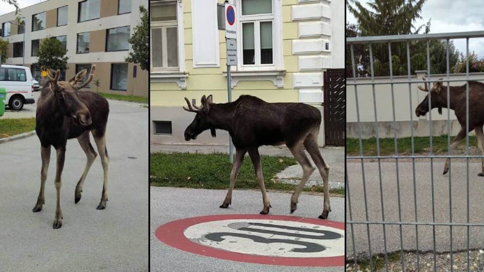 Kult-Elch Emil hat schon mehr als 350 km in den Beinen - oe24.at
