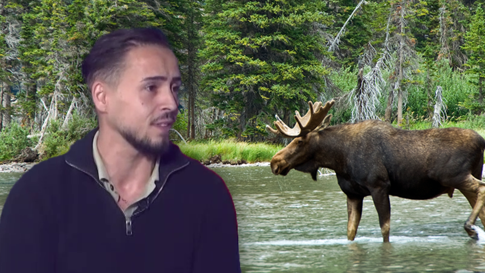 "Ich dachte anfangs es sei ein Fisch" | Elch "Emil" weiterhin auf ...