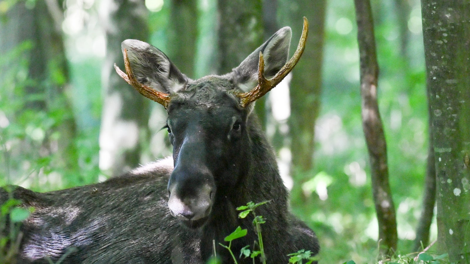 Sorge um Kult-Elch – So geht es jetzt mit Emil weiter - oe24.at