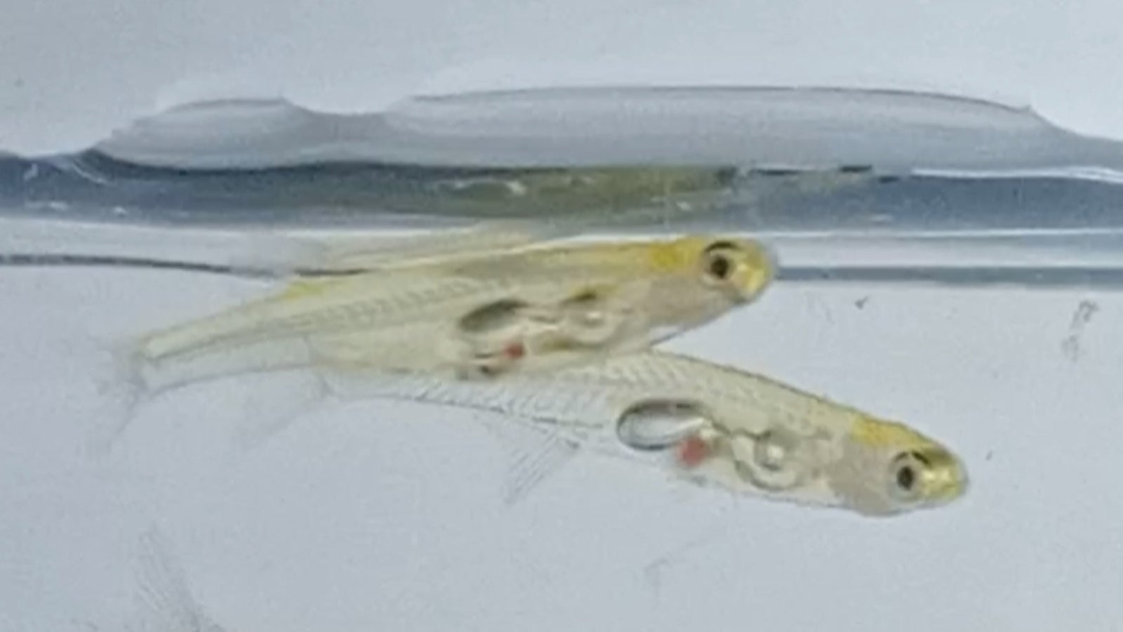 Dieser Mini-Fisch ist so laut wie ein Düsen-Jet - oe24.at
