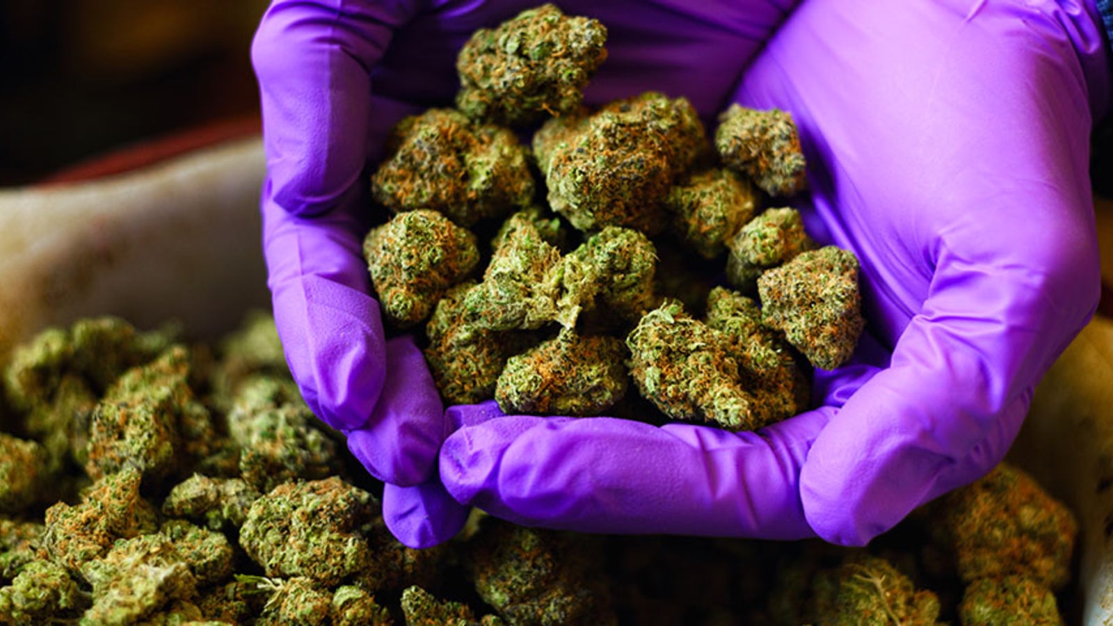 Wiener Cannabis-Dealer (45) zu 4 Jahren Haft verurteilt - oe24.at