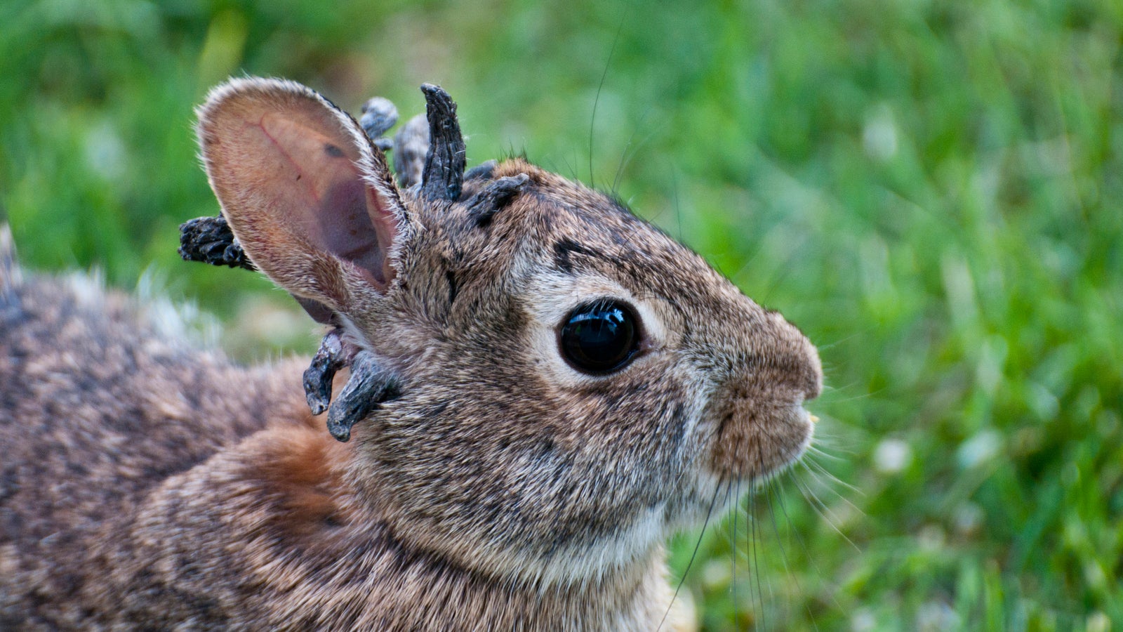"Frankenstein"-Kaninchen – Grusel-Virus entstellt Tiere - oe24.at
