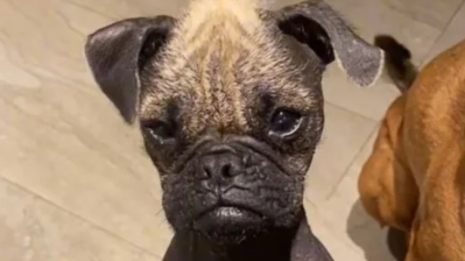 Haarlos-Mops: Dieser Hund geht im Netz durch die Decke - oe24.at