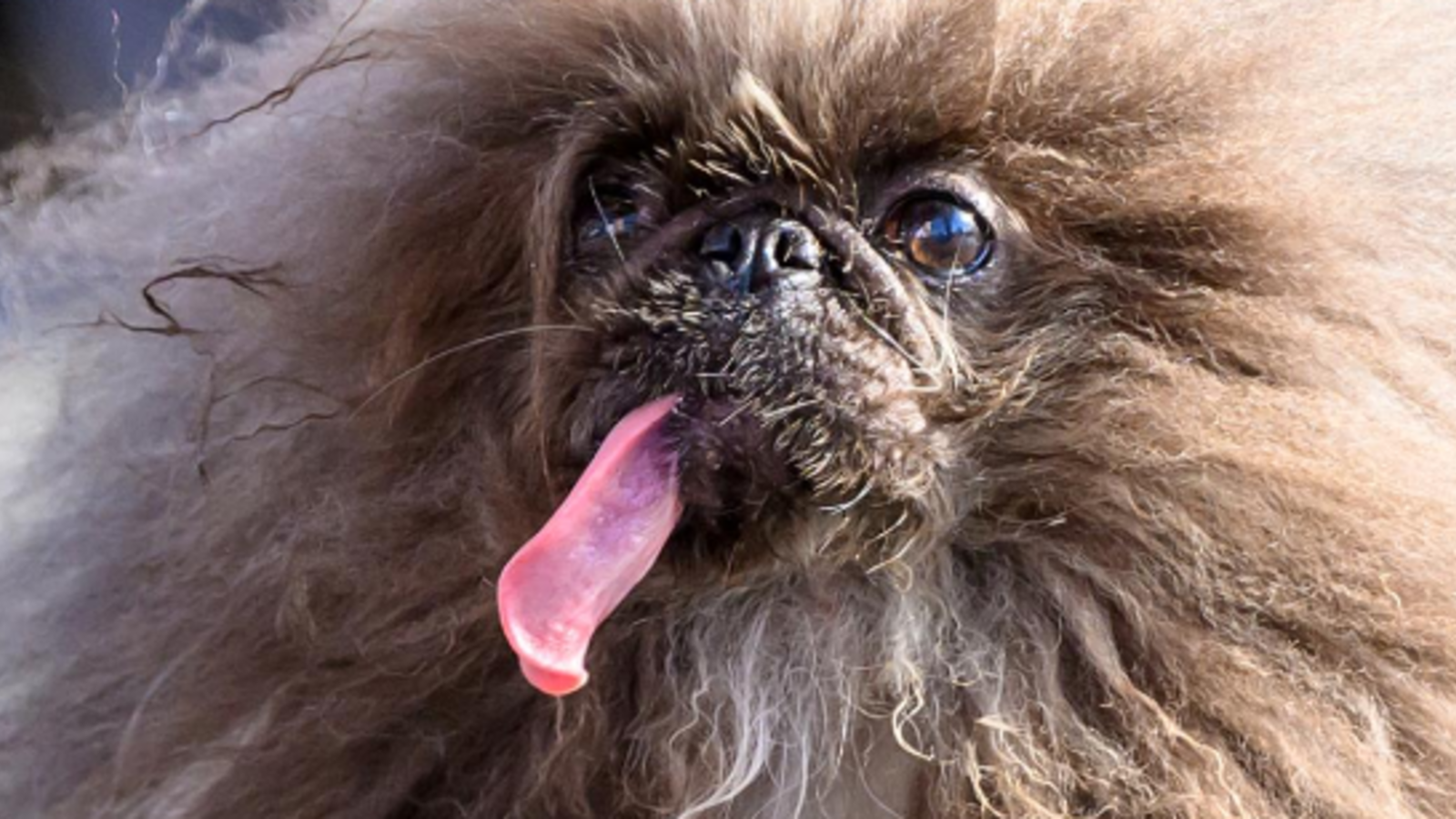 Geschafft! Er ist jetzt der hässlichste Hund der Welt - oe24.at