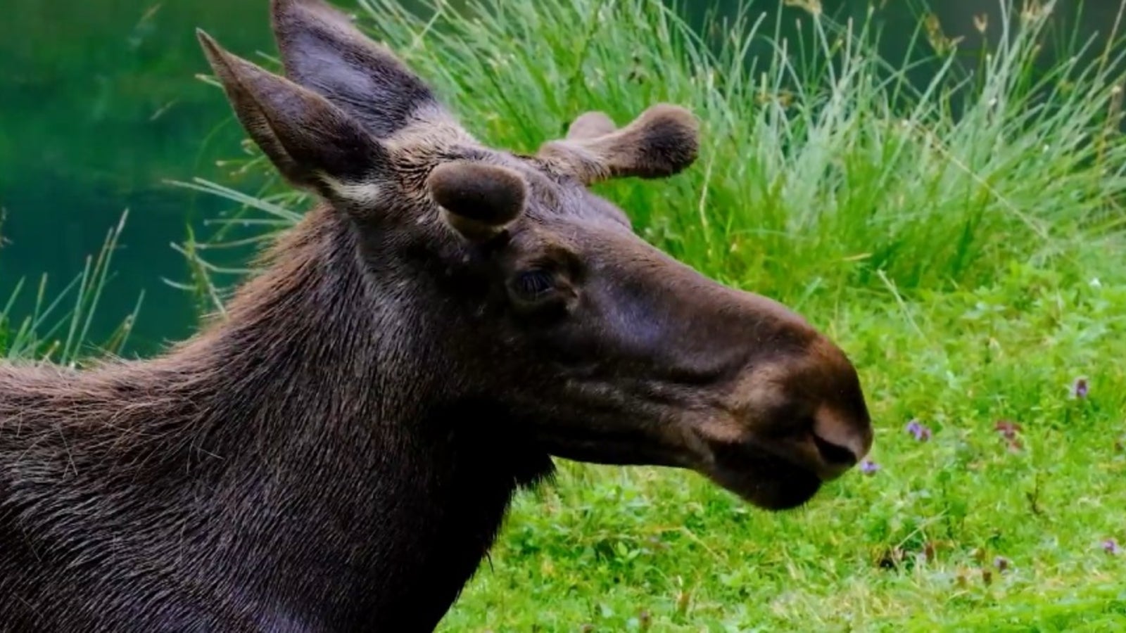Tierschutz Austria warnt vor Elchtourismus – Hype um Emil gefährdet das ...