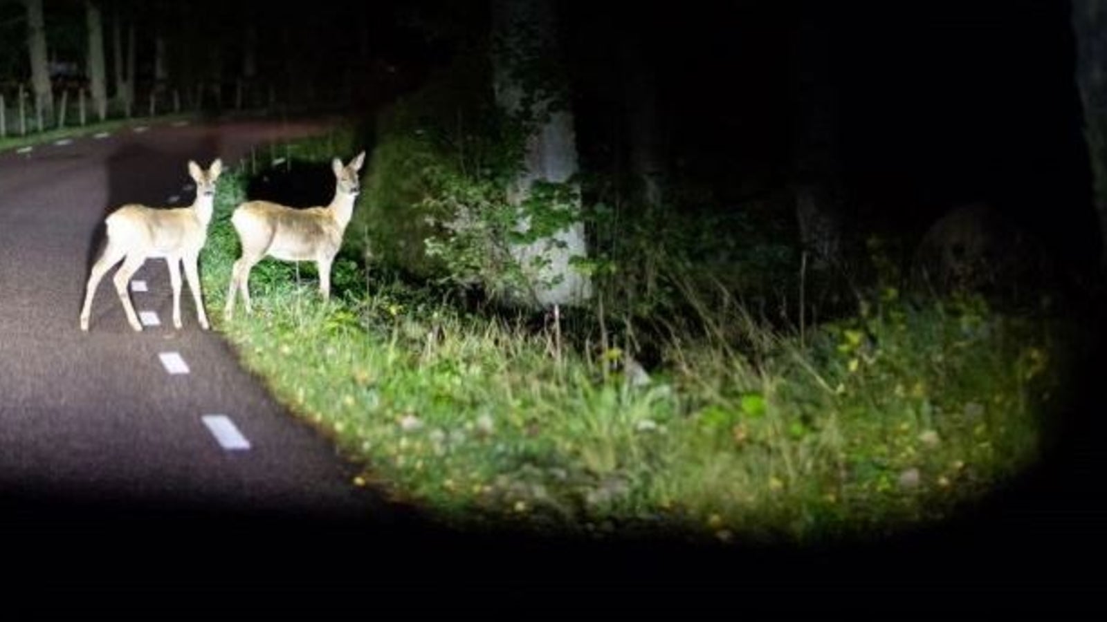 17-Jähriger weicht Reh aus und prallt gegen Baum – 19-Jähriger tot - oe24.at