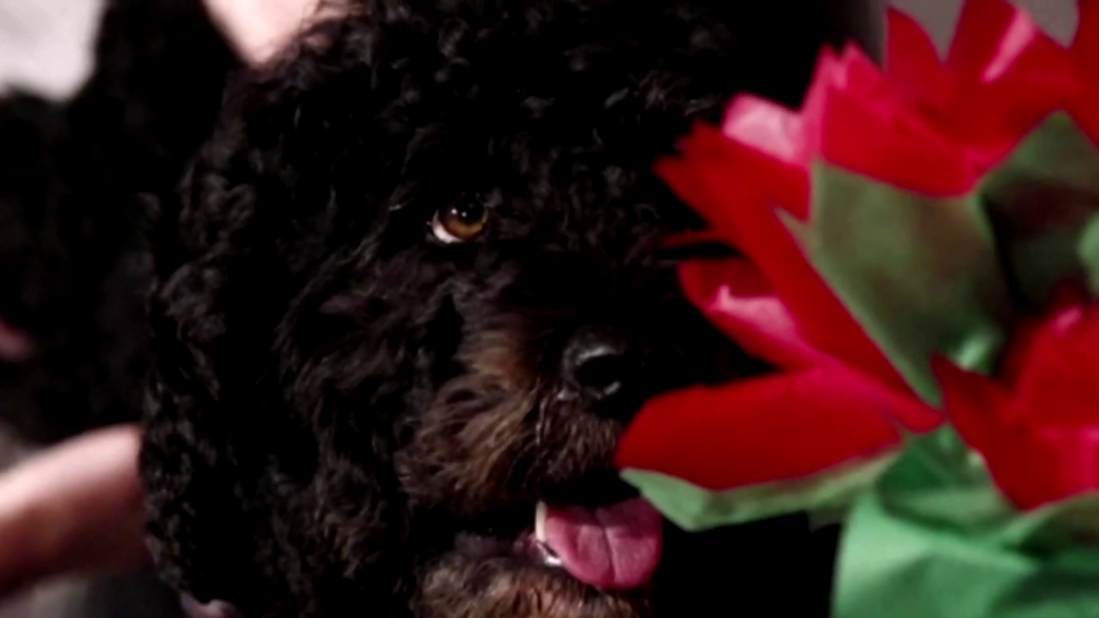 Barack Obamas Hund Bo ist tot - oe24.tv