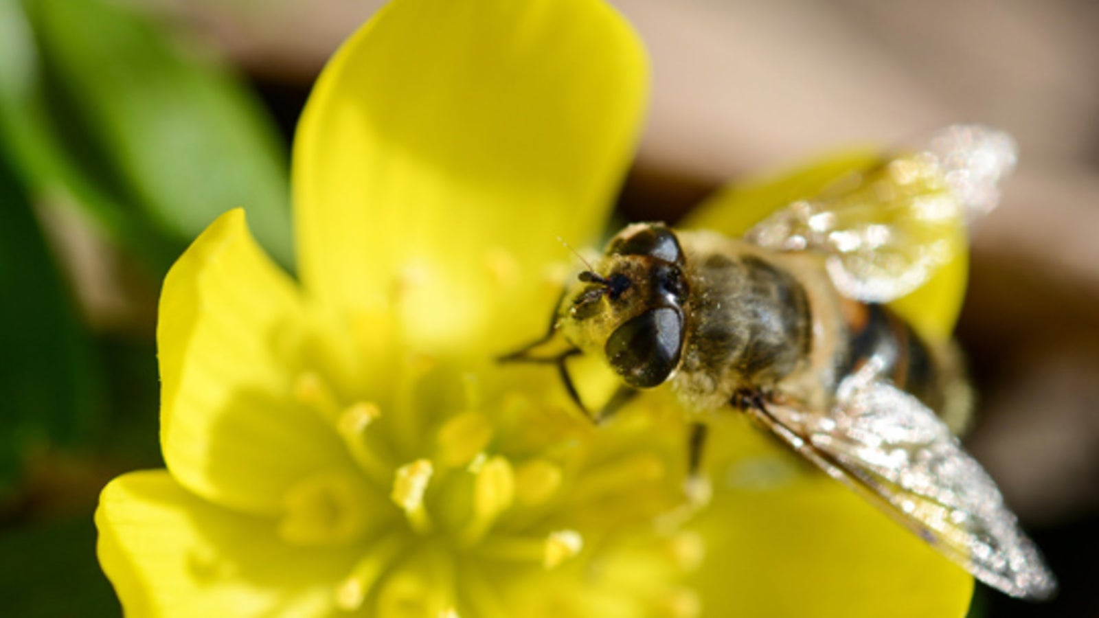 Diese Pollen fliegen jetzt schon - oe24.at