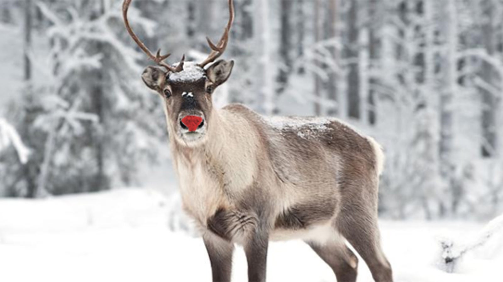 Darum ist Rentier Rudolphs Nase rot - oe24.at