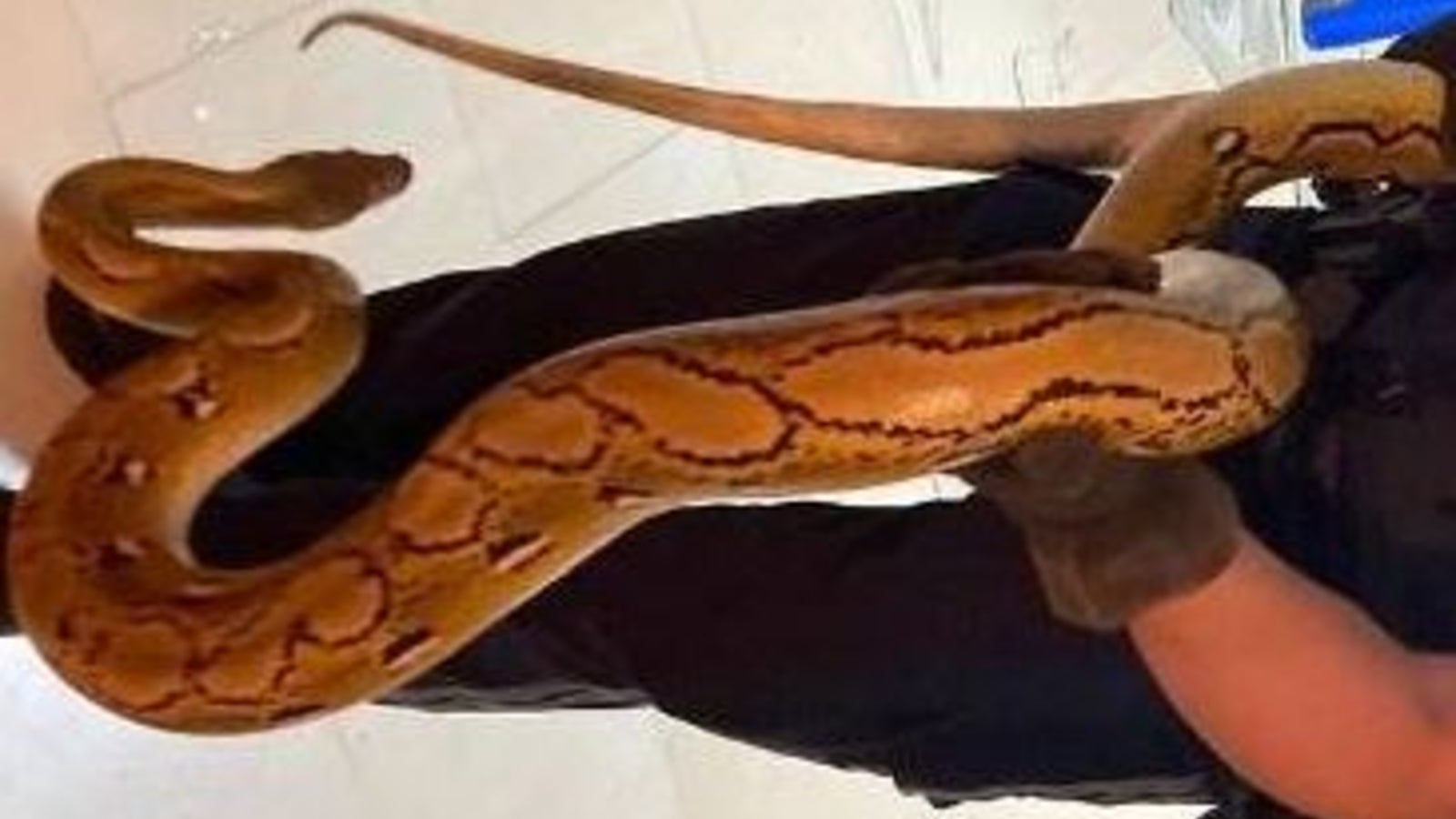 Einbrecher-Alarm: Polizei "verhaftet" Python-Schlange - oe24.at