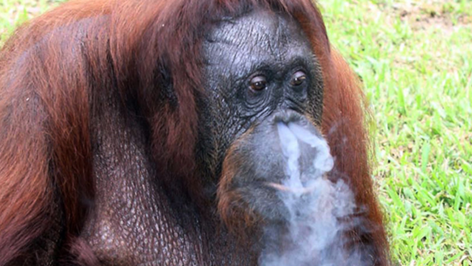 Orang-Utan Shirley auf Rauch-Entzug - oe24.at