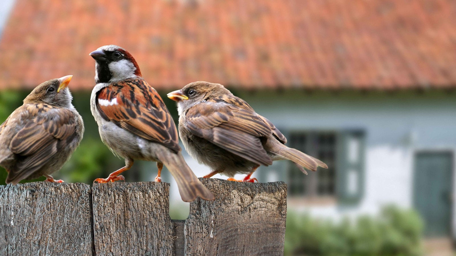 Auch Spatzen granteln im Alter - oe24.at