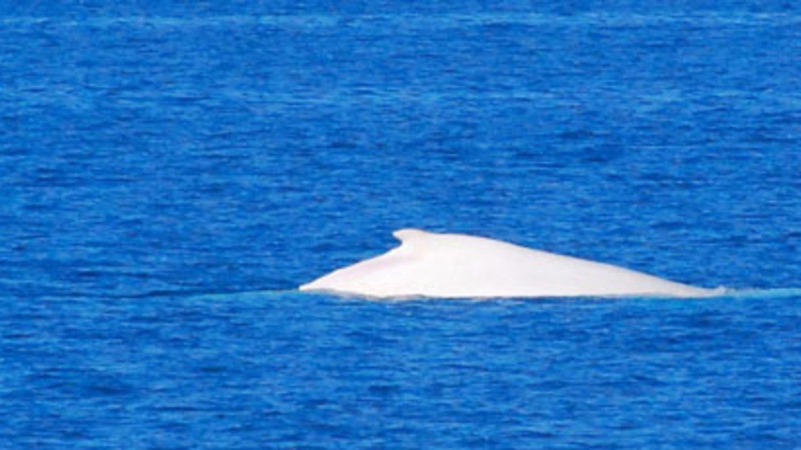 Weißer Wal vor Australien gesichtet - oe24.at