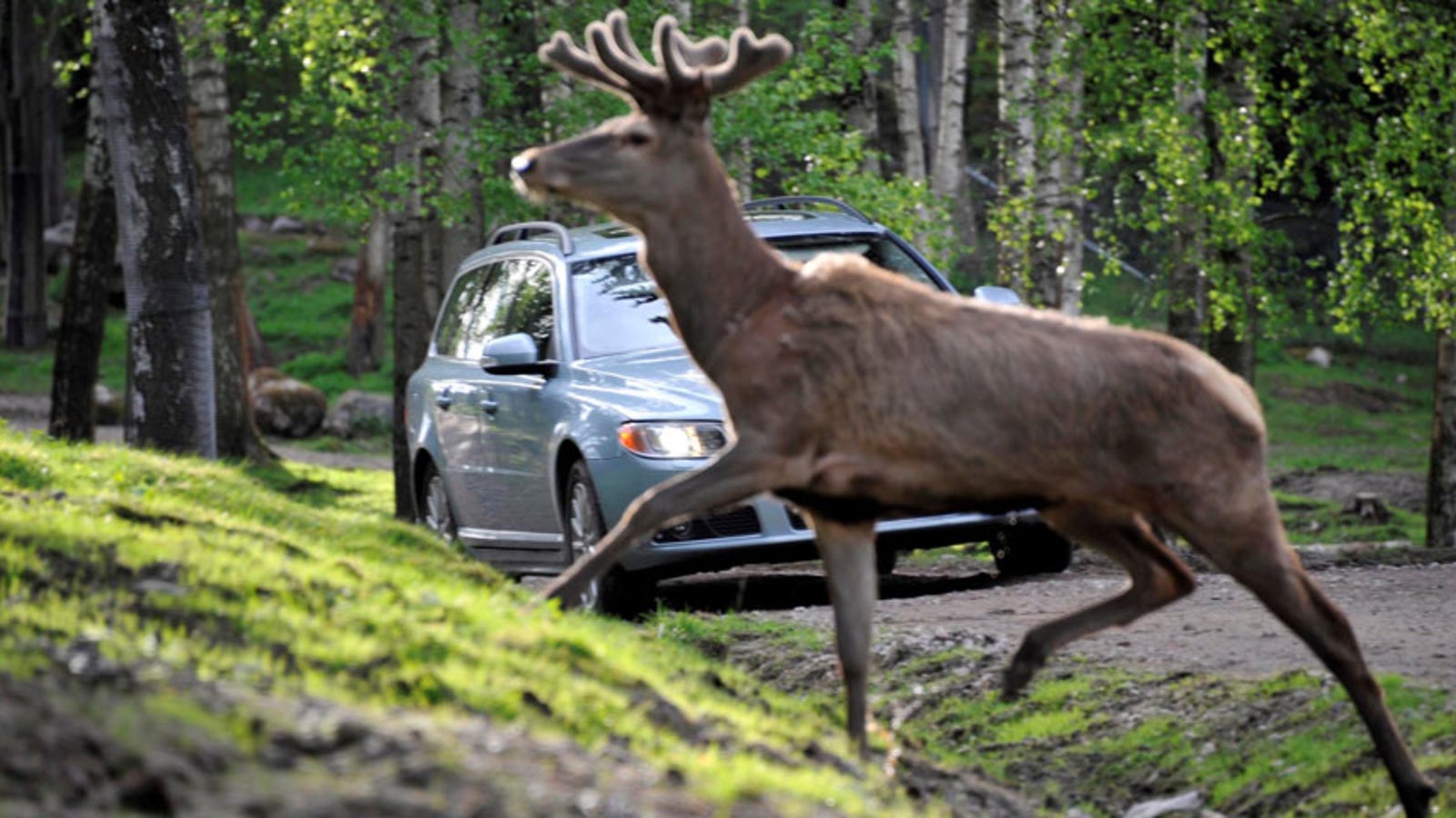 So reagieren Sie bei Wildwechsel richtig - oe24.at